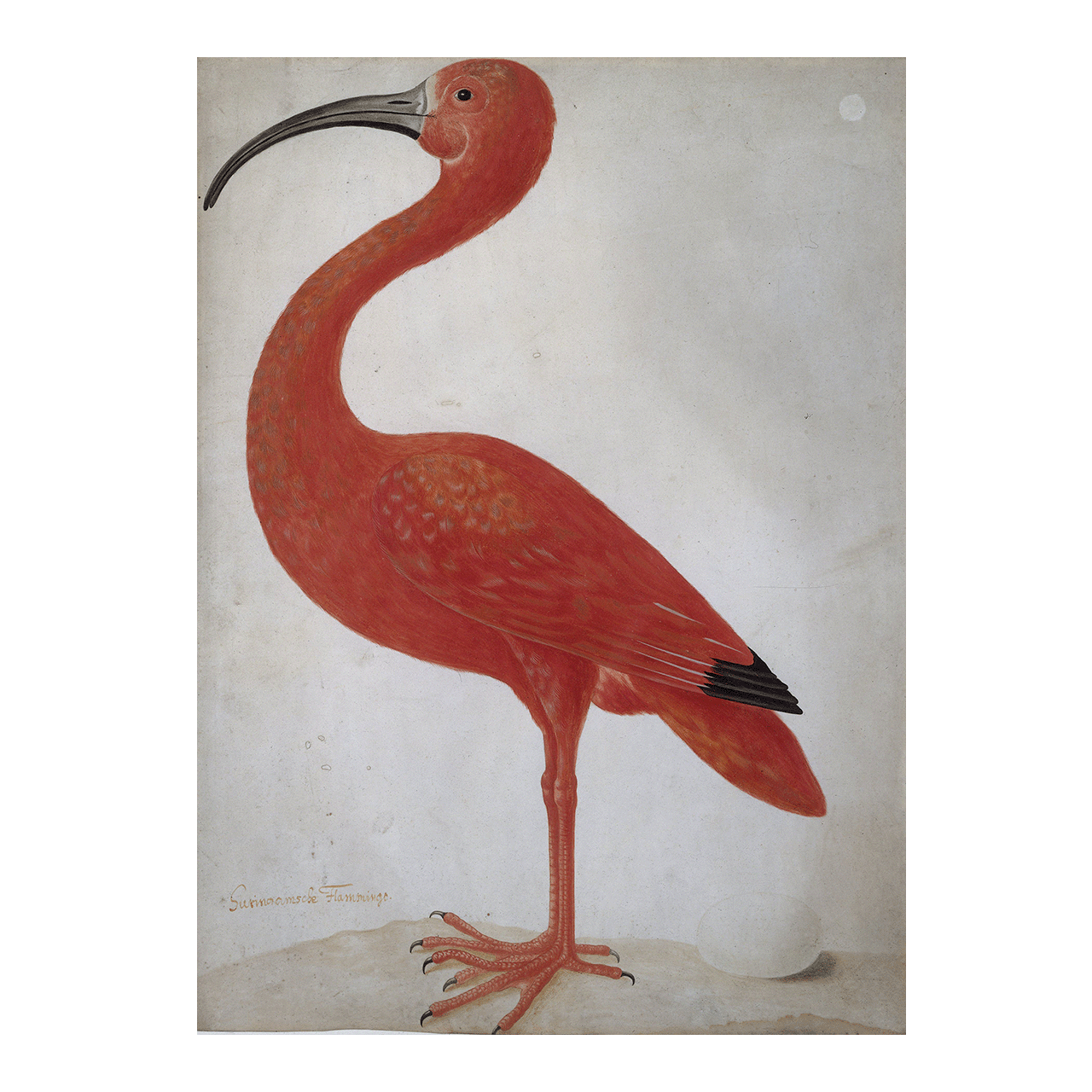 Poster | Scarlet Ibis with an Egg | Art posters | Prints | Rijksmuseum Shop